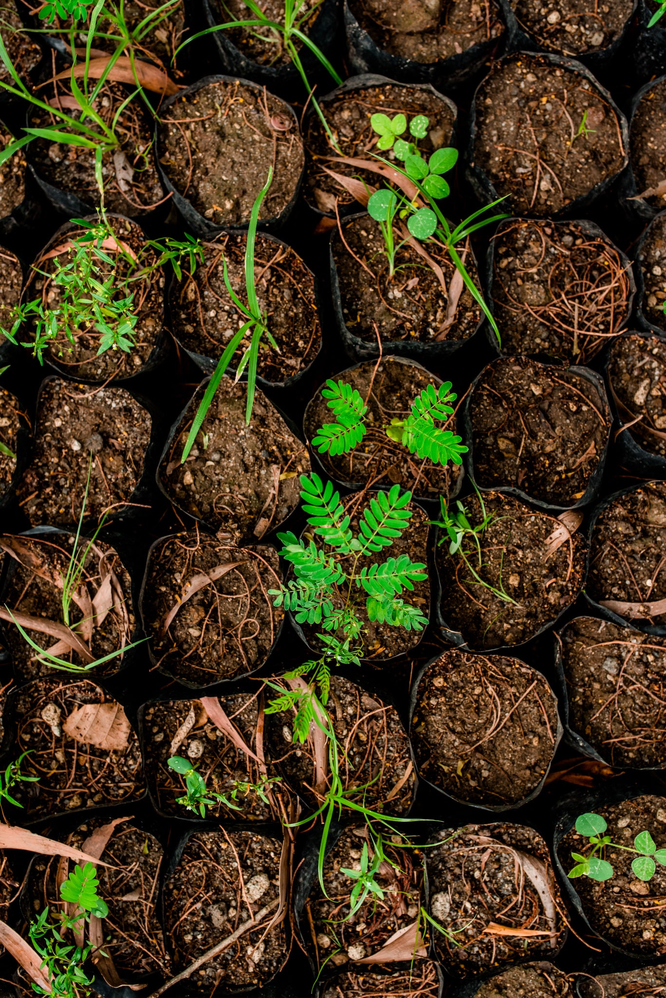 Your Earth Day Impact – Little Seed Farm