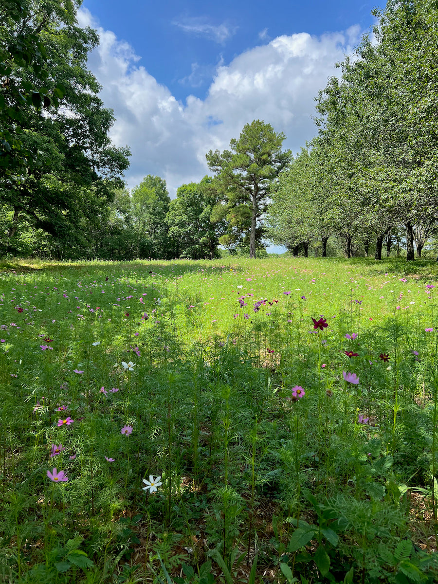 From Lawn To Wildflower Meadow – Little Seed Farm
