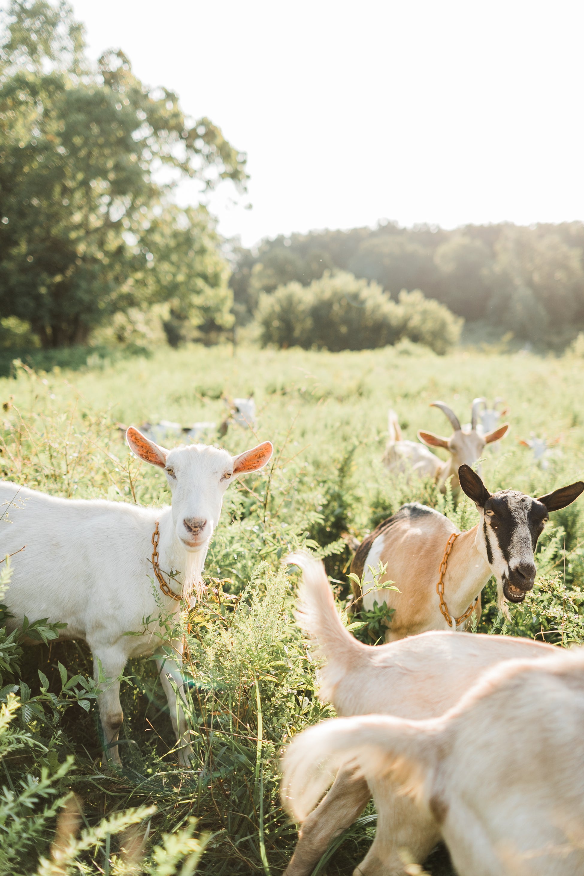 Our Values – Little Seed Farm